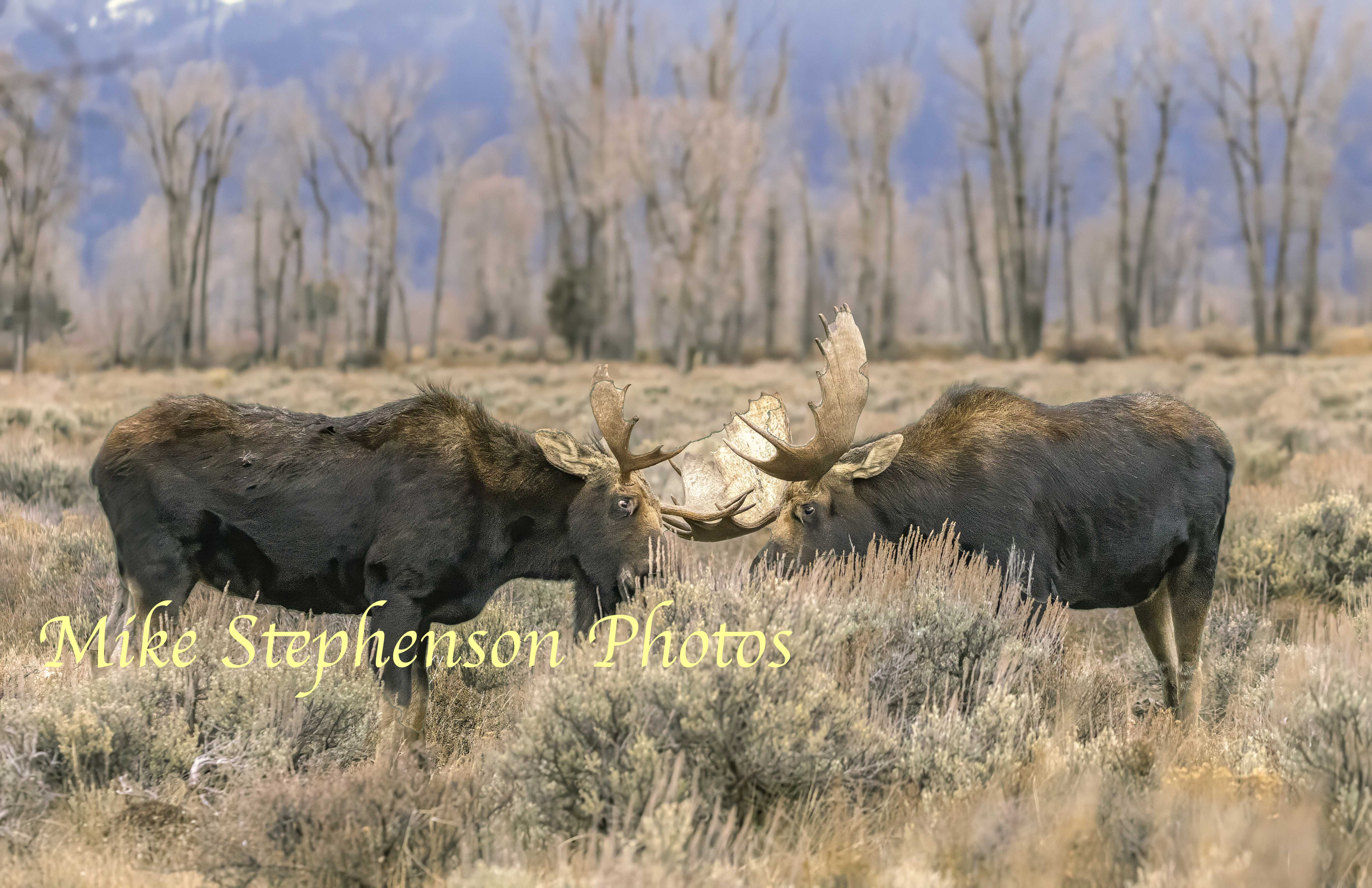 Moose – Mike Stephenson Photography