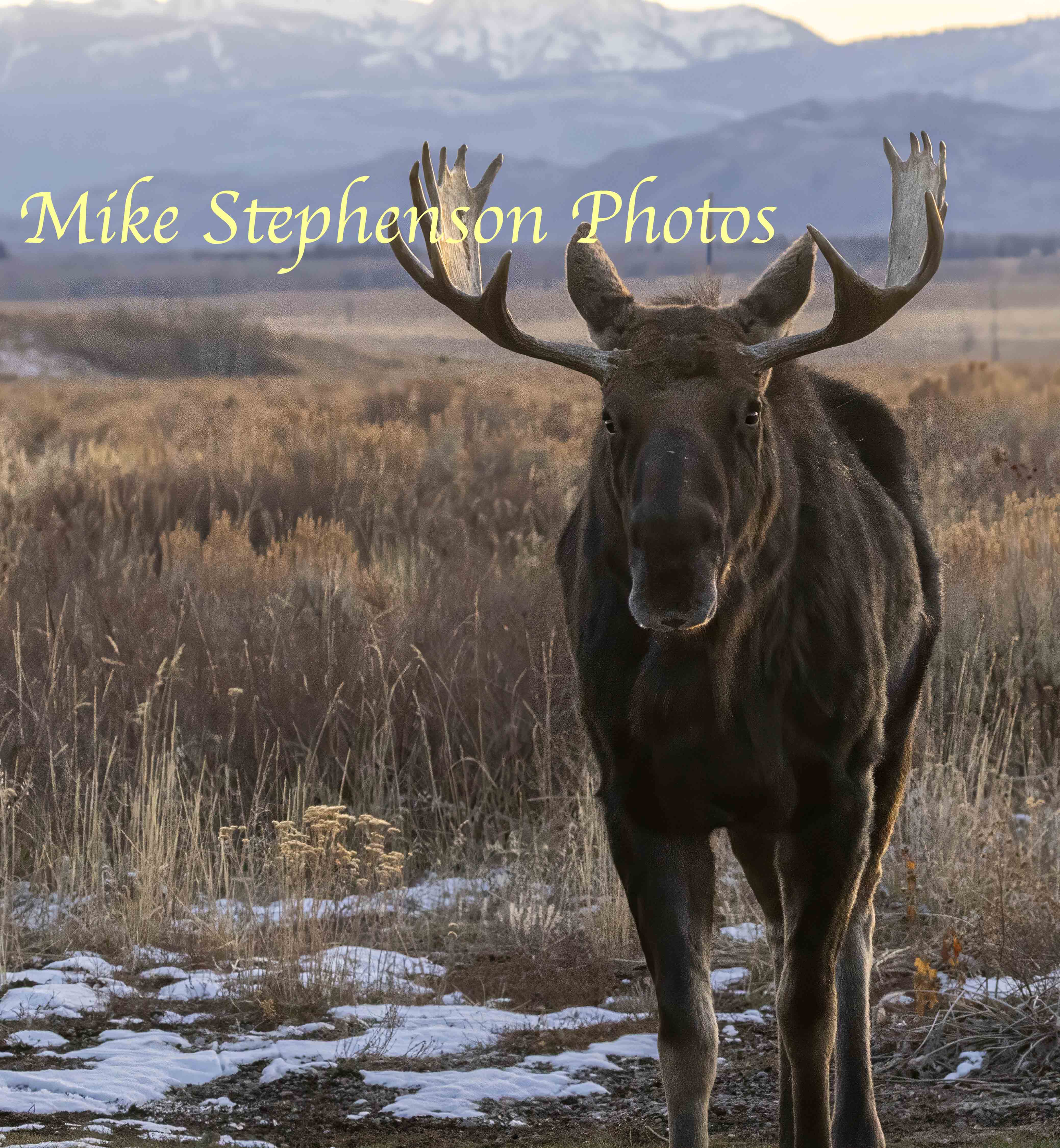 Moose – Mike Stephenson Photography